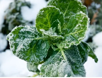 Freeze2 | Simply Connected Systems